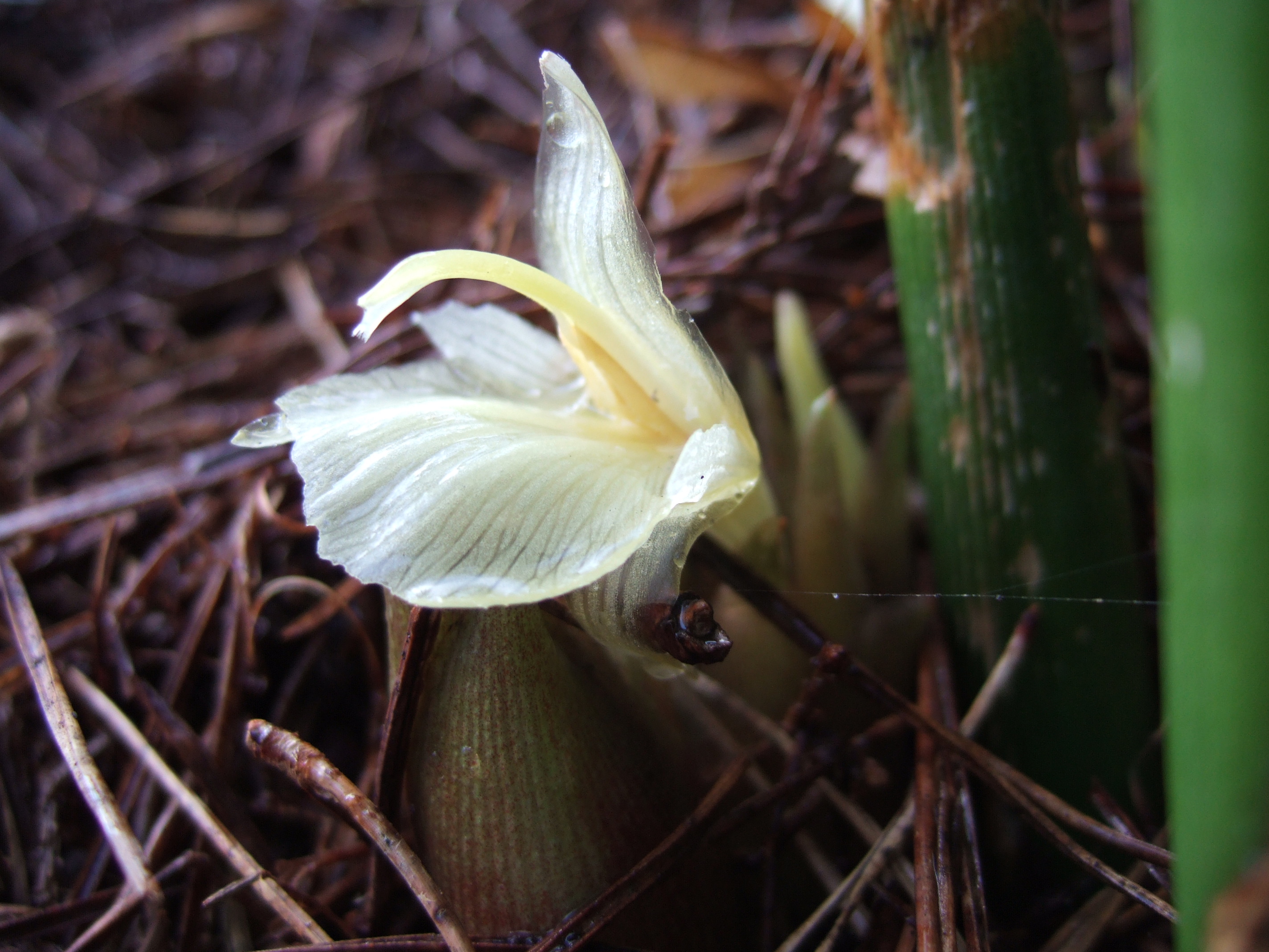 Myoga Harvest at NamaYasai LLP - Japanese Vegetable Growers in the UK