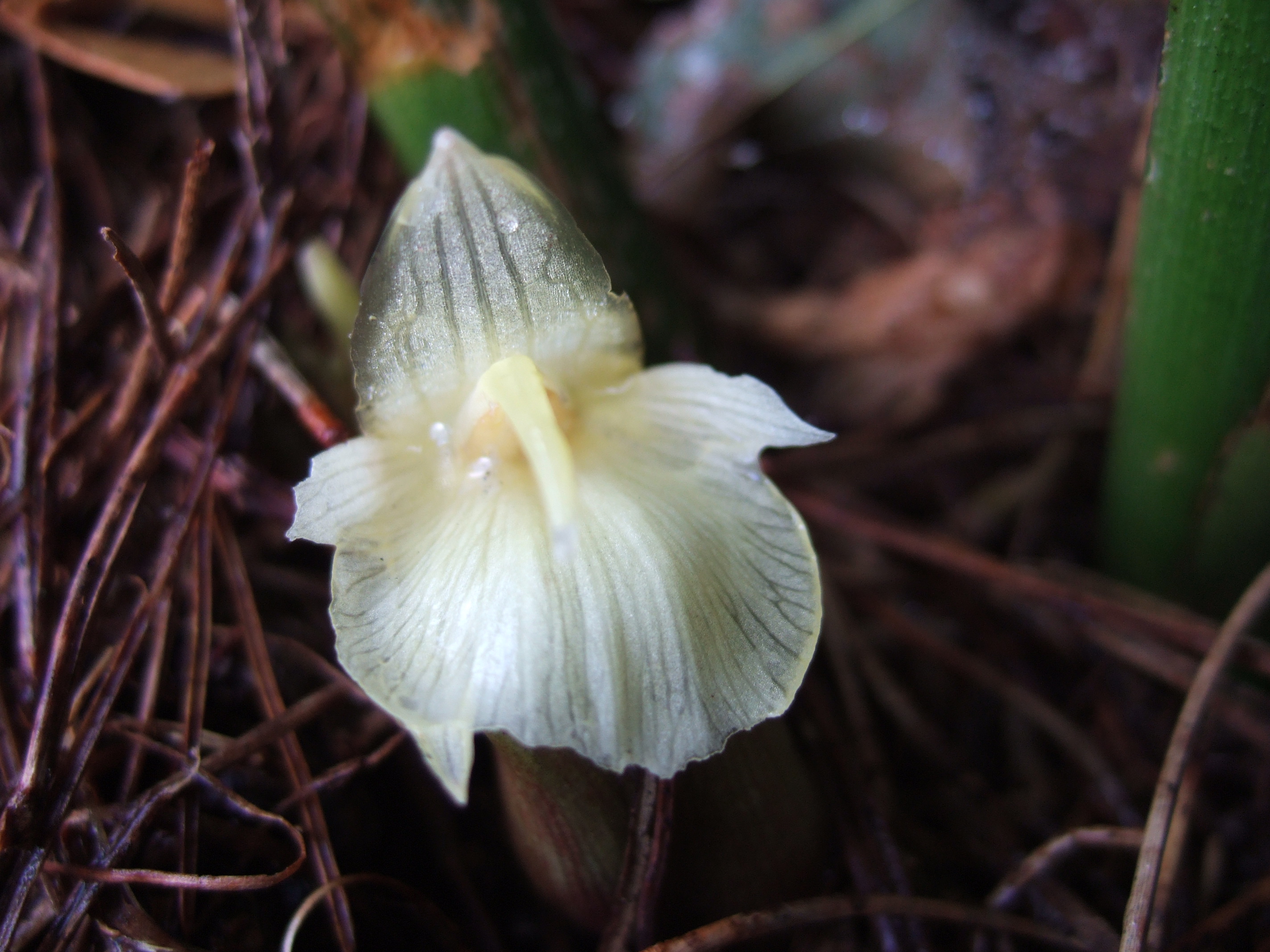 Myoga Harvest at NamaYasai LLP - Japanese Vegetable Growers in the UK